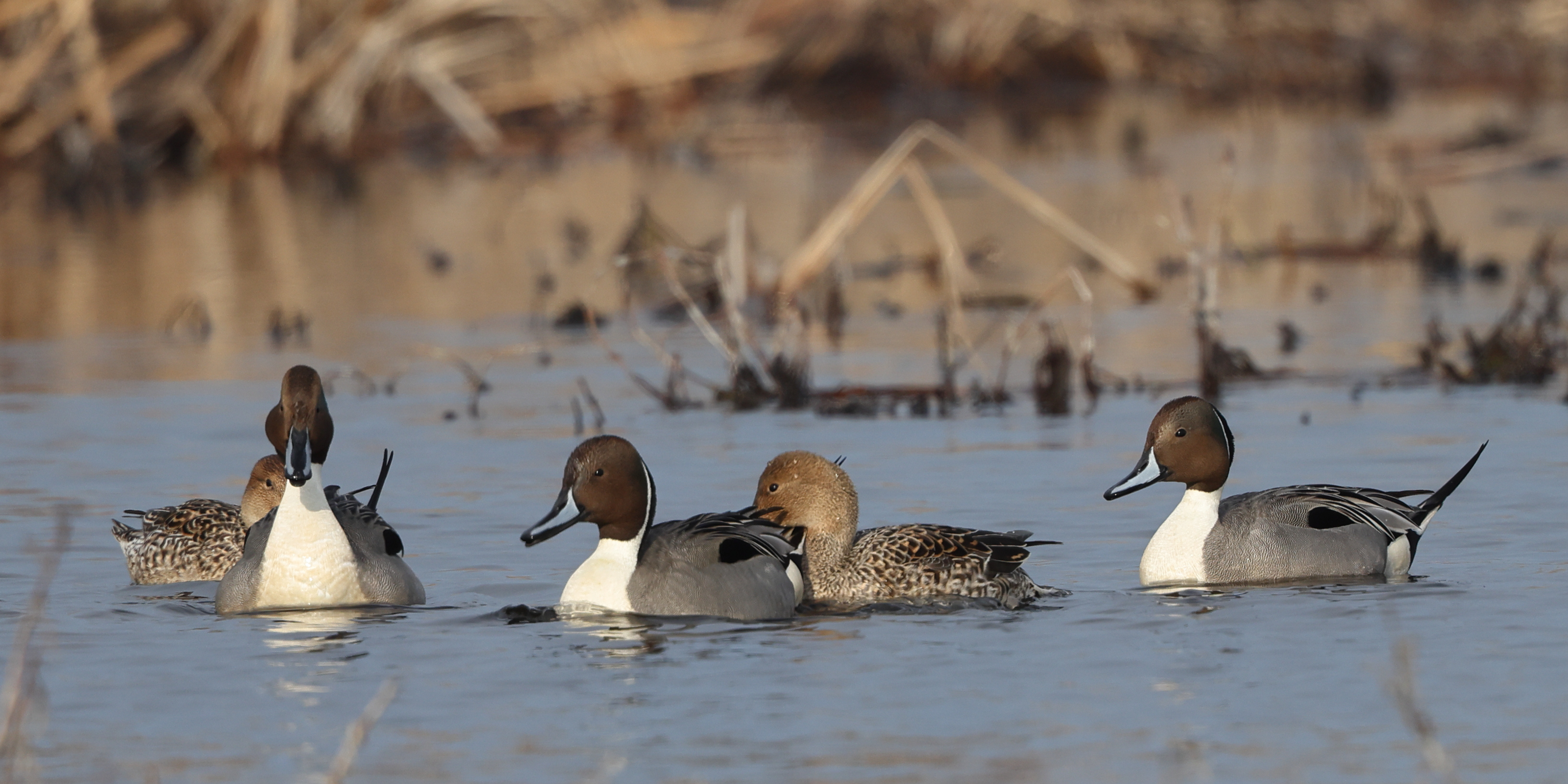 Puddle Duck | Game Commission | Commonwealth of Pennsylvania